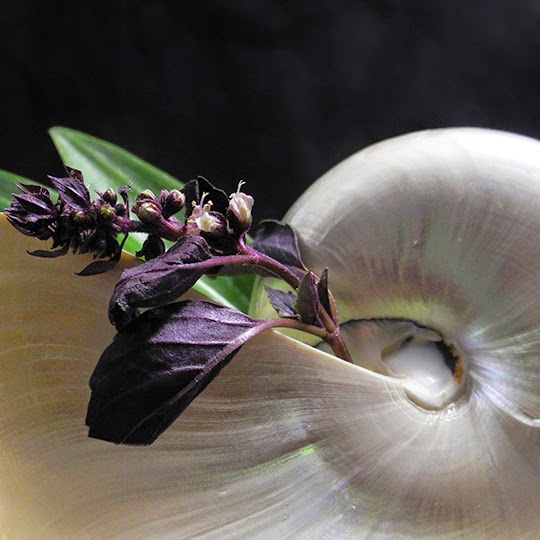 Gastronomista: The Opal Nautilus