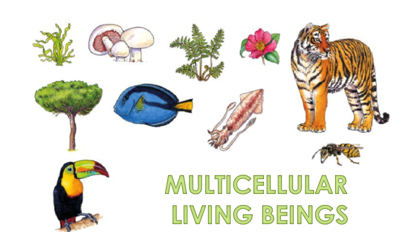 .: UNIT 1 Living beings. Cells and functions.