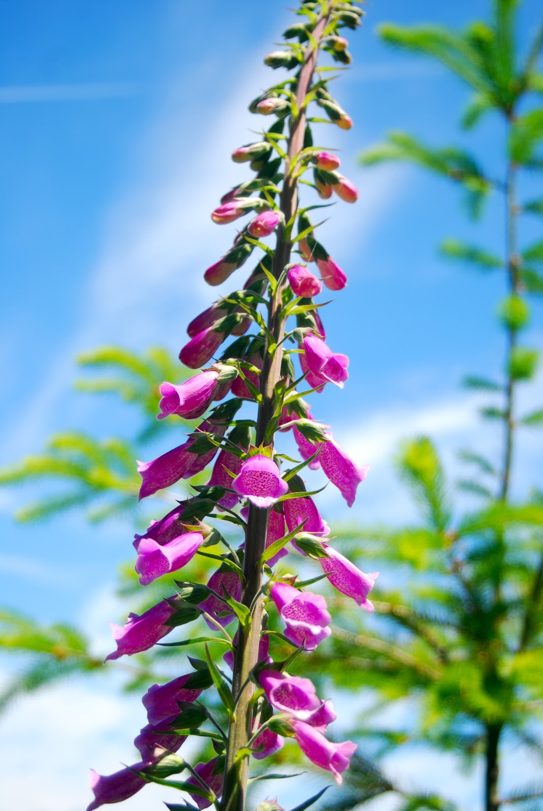 Roger and Jennifer Colby ...Hiking and Backpacking in the Pacific ...