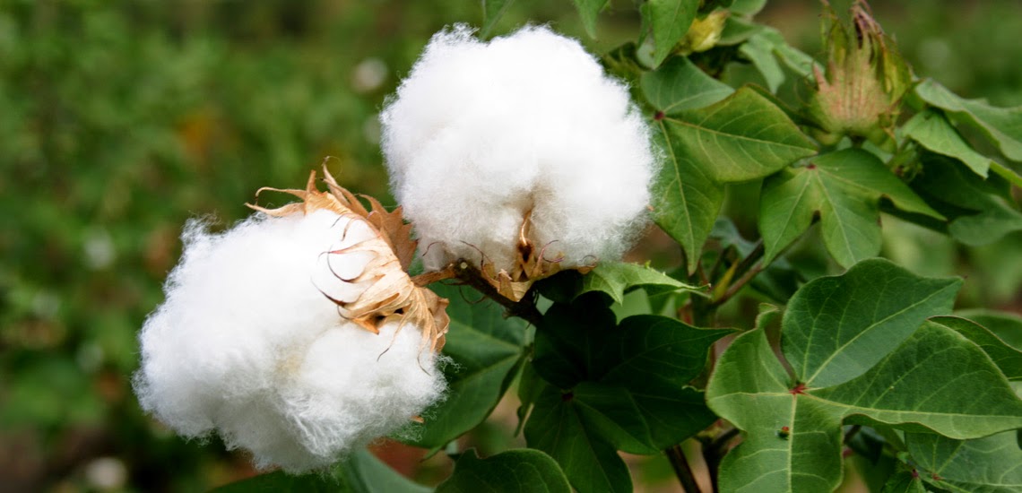 Emma Burgos: Tipos de algodón.