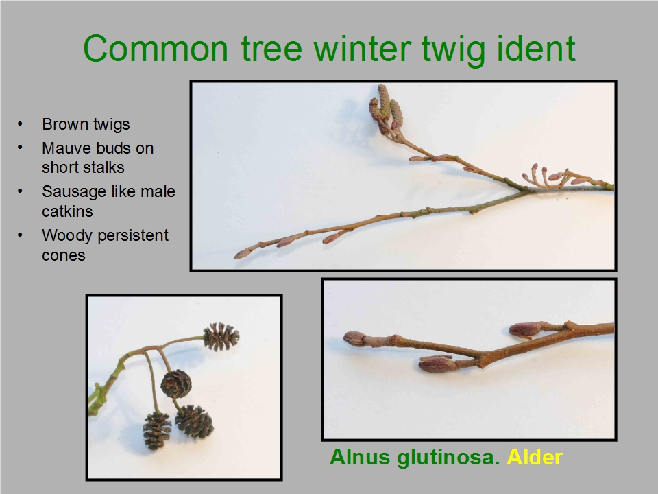 Woodland Management: A Guide