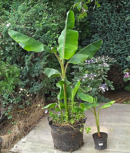 floridis: Jak uprawiać bananowca?
