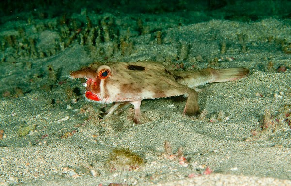 Red-lipped Batfish – The Strange-looking Sea Creature - The Boring Duckling