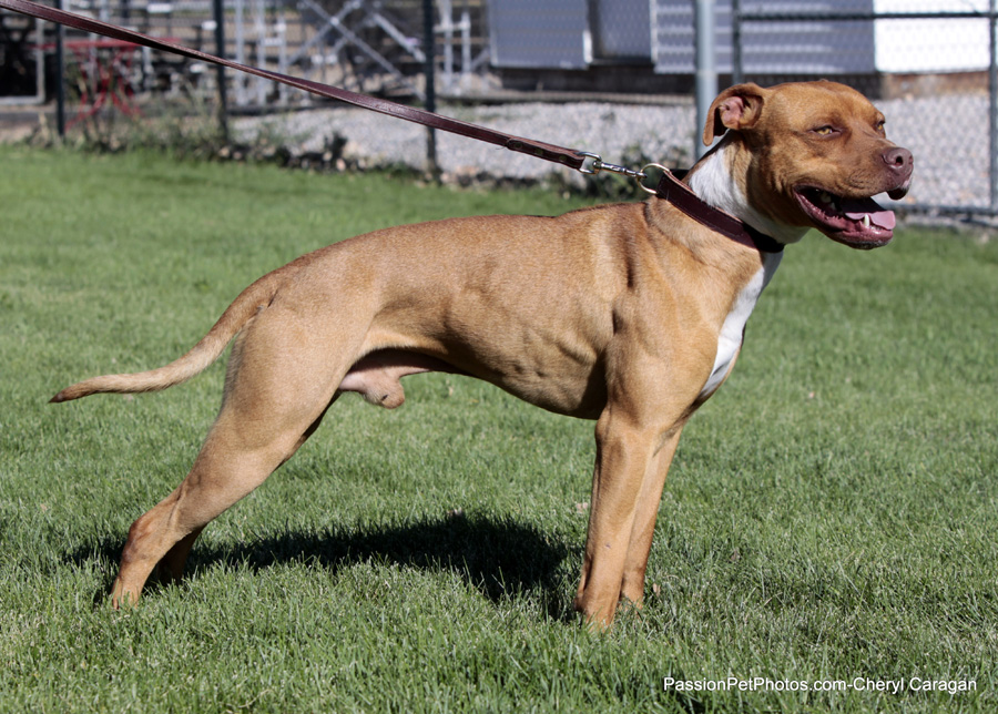 Blog do Pit Bull: Pit Bull: American Pit Bull Terrier - sigla APBT ...