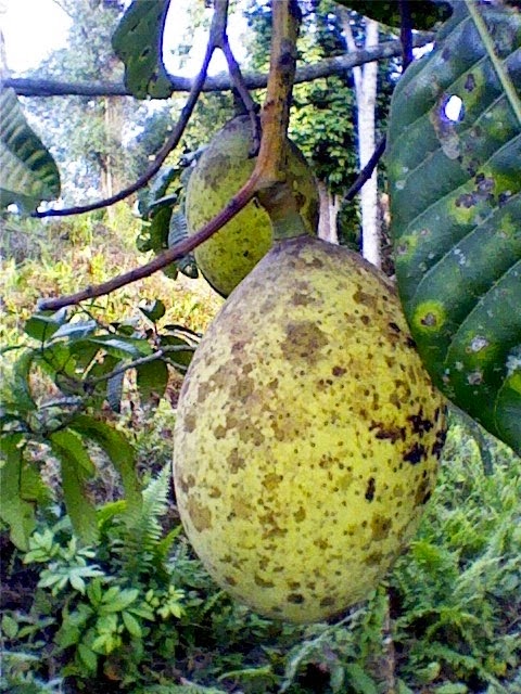 HERBALIZE: Horse Mango, Malmut, Limus, and Machang