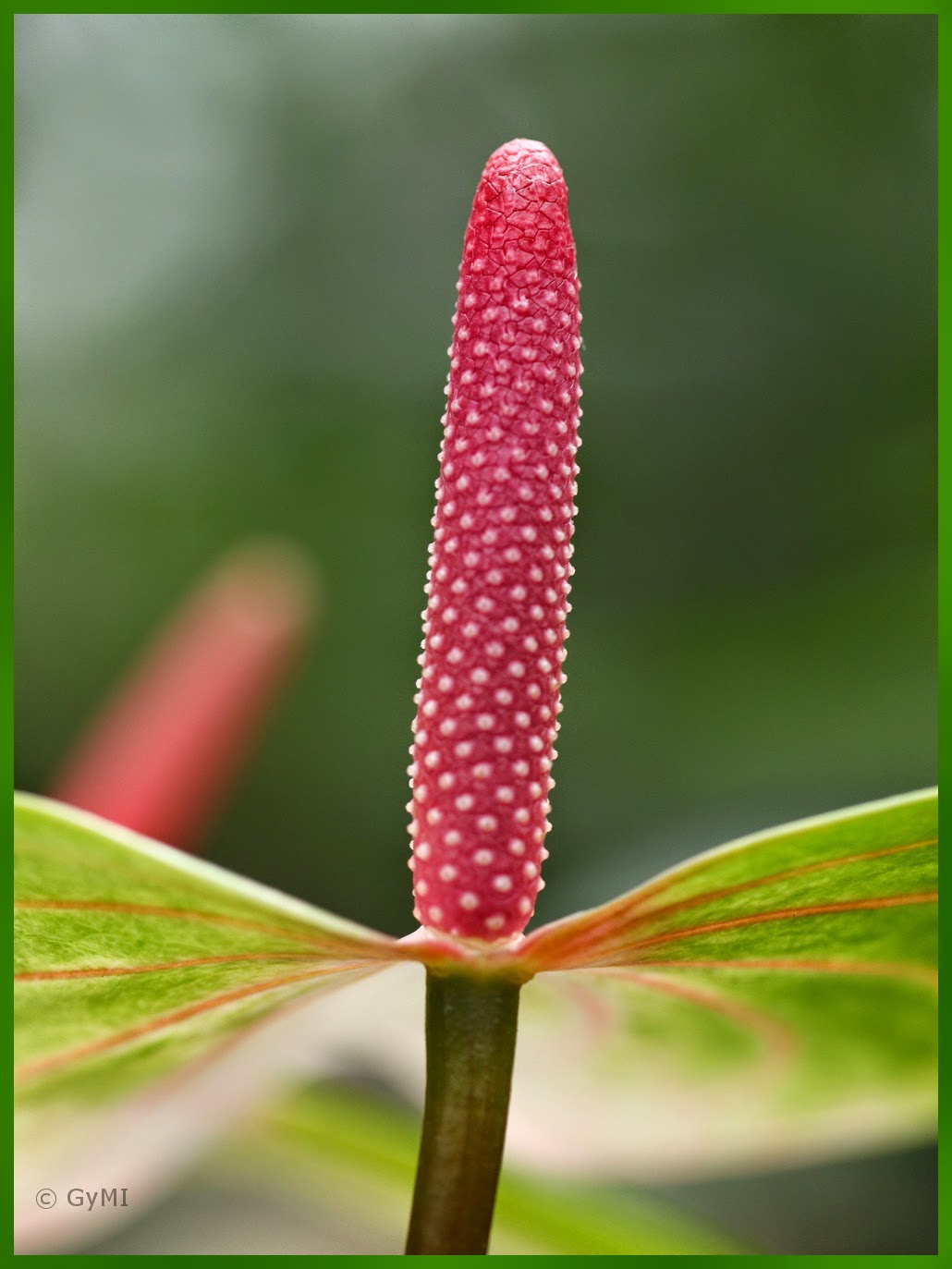 Floarea Flamingo (2)