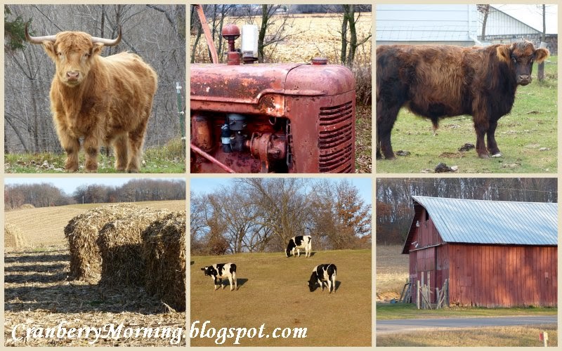 Cranberry Morning: Highland Cattle, Wisconsin Barns, Remember November