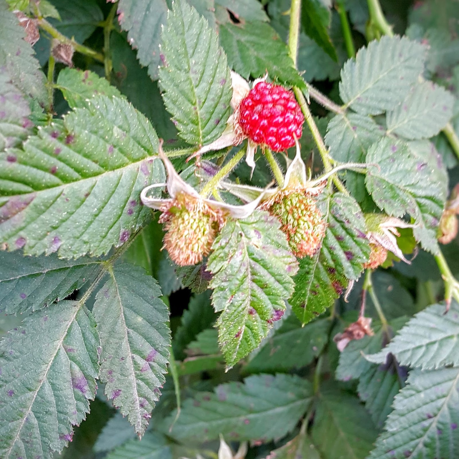 "Verdade//aspas" : 👪 Rosaceae (Rubus rosifolius 'rosifolius')