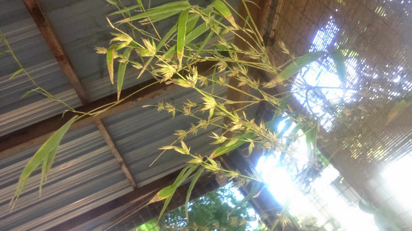 mistik-ajaib.blogspot.com: LUCK TODAY!!!!!!! BUNGA BULUH TUMPAT