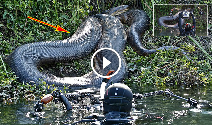 Giant Anaconda: These Photos Went Viral Before, But The Story Behind It ...