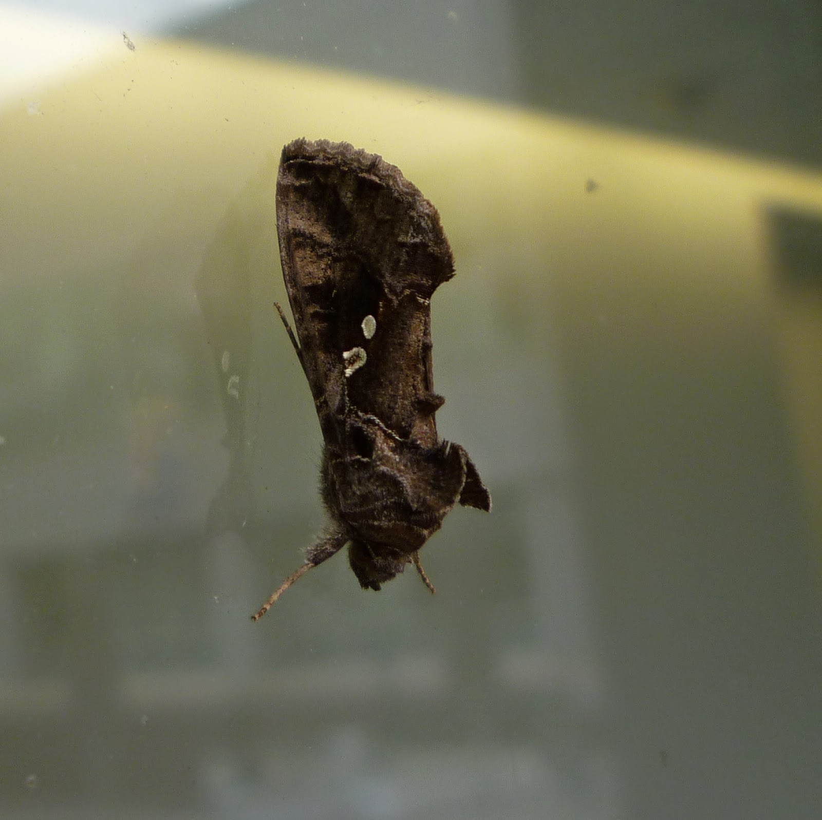 From Bluebirds to Turtles: MID-JULY "MOTH HUNTING" WITH THE GRANDSONS ...