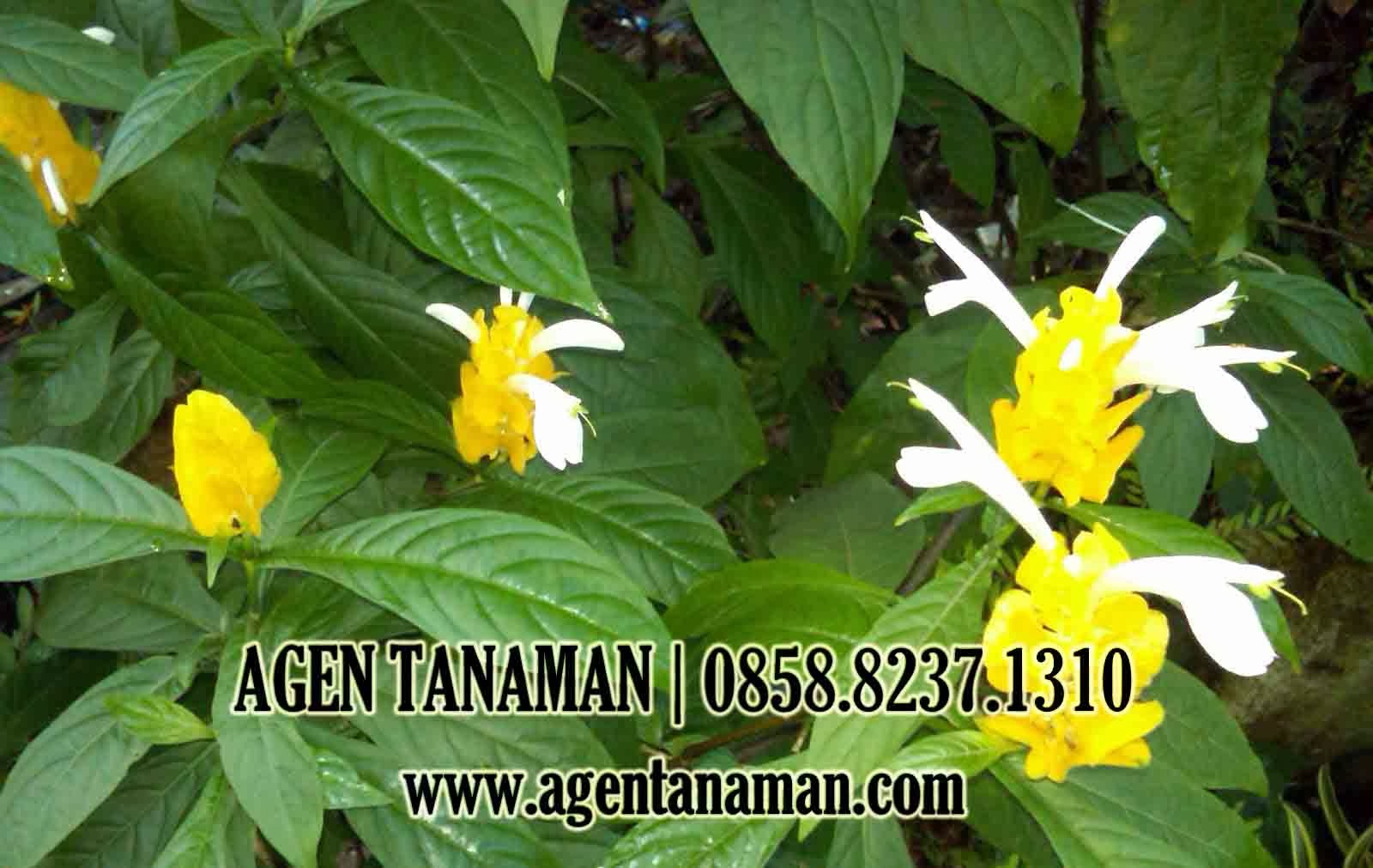 POHON GOLDEN LOLLIPOP | BUNGA LILIN | TANAMAN HIAS MURAH ~ AGEN TANAMAN