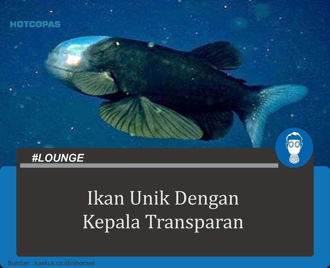 Ikan Unik Dengan Kepala Tembus Pandang ( Transparan ) - Hotcopas