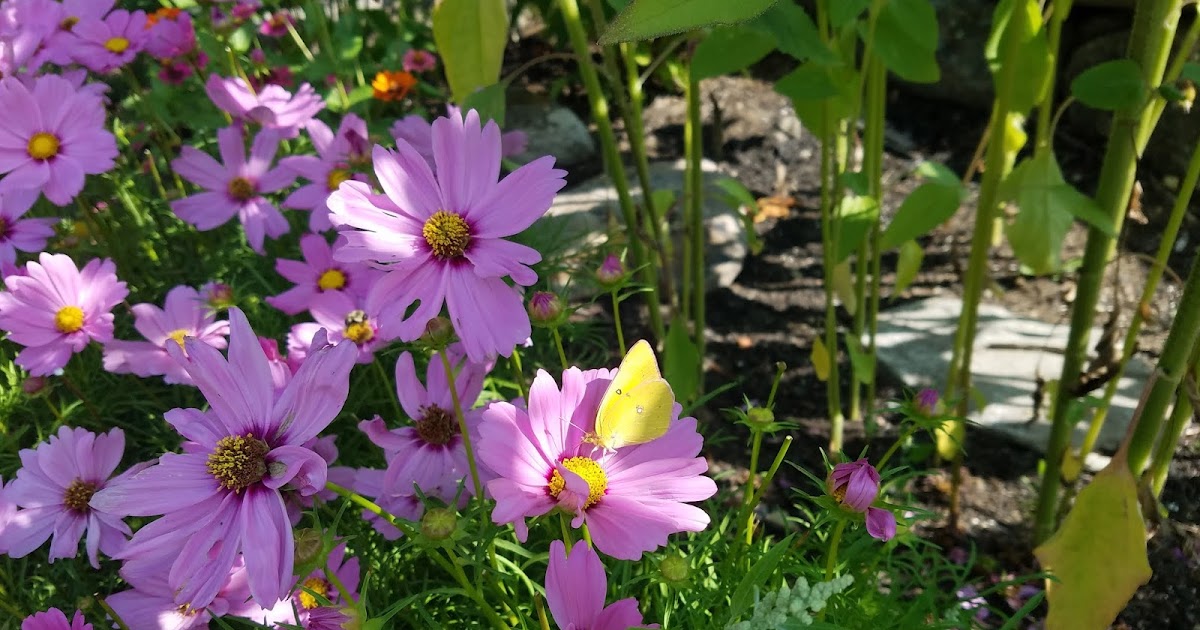 Native Cultivars: Our New Silent Spring