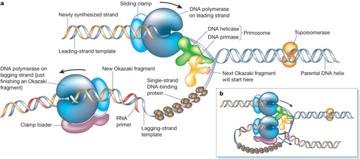 Pengertian dan Proses Replikasi DNA