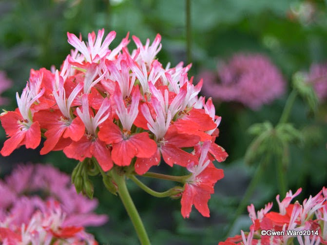 PERFECT PELARGONIUMS: Wordless Wednesday - 08/10/14 - "Lipstick ...