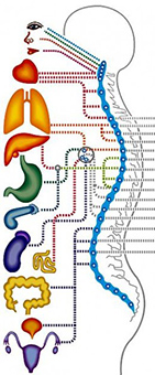 Le Cerveau de l'Enfant et de l'Adolescent: Le Système Nerveux ...