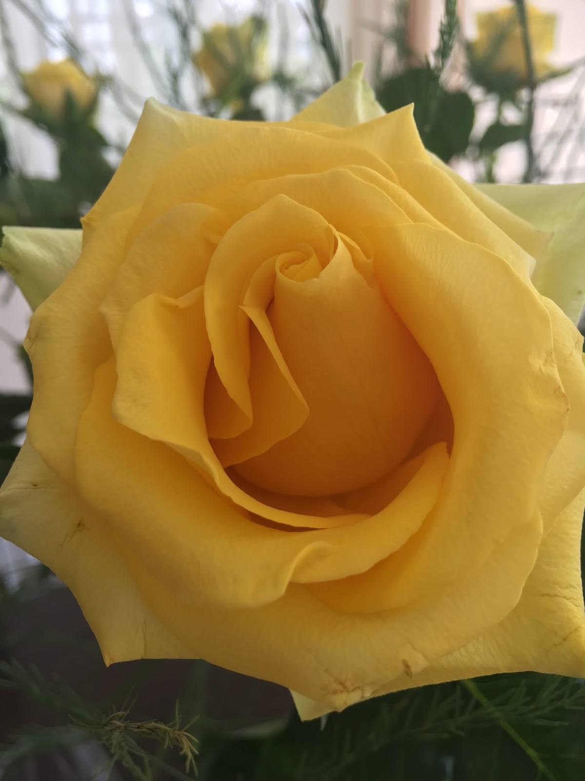 Yellow Roses & Cyprus Sun