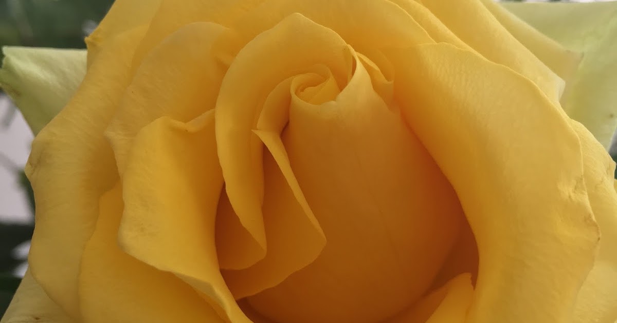 Yellow Roses & Cyprus Sun