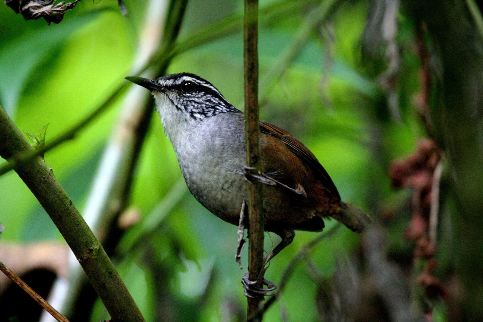 Bellas Aves de El Salvador: Henicorhina leucophrys (chivirín pecho gris)