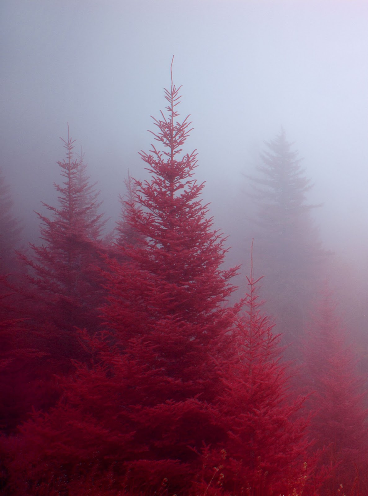 THE MOST AMAZING & WEIRDEST PLACES ON EARTH: THE RED FOREST