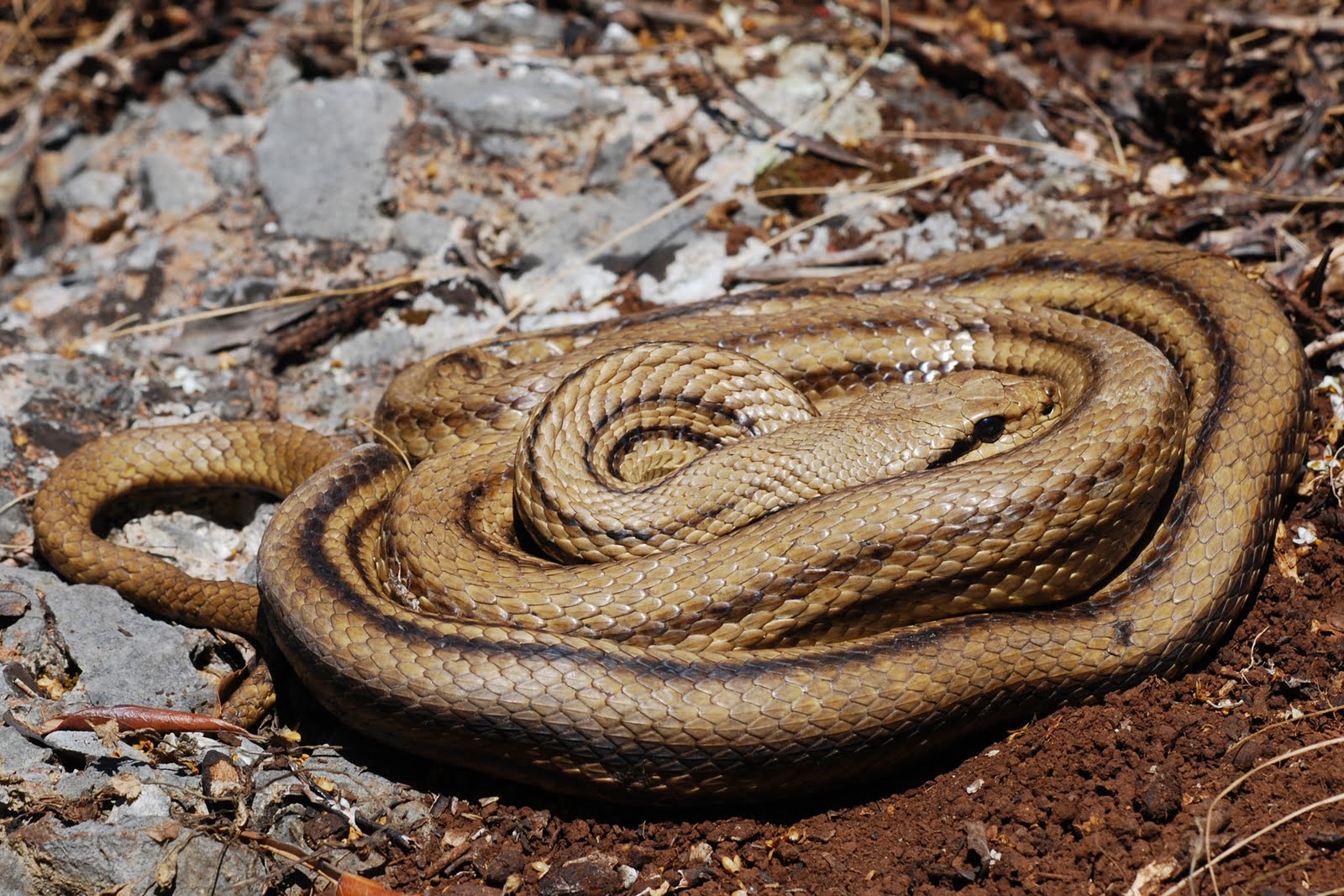 Yorkshire Field Herping and Wildlife Photography: Back To Snake Island ...