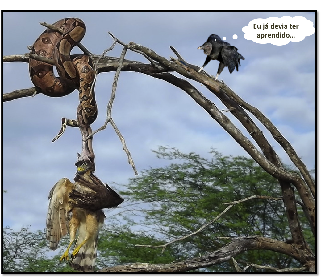 Conversa Flamenga: O Dia da Caça