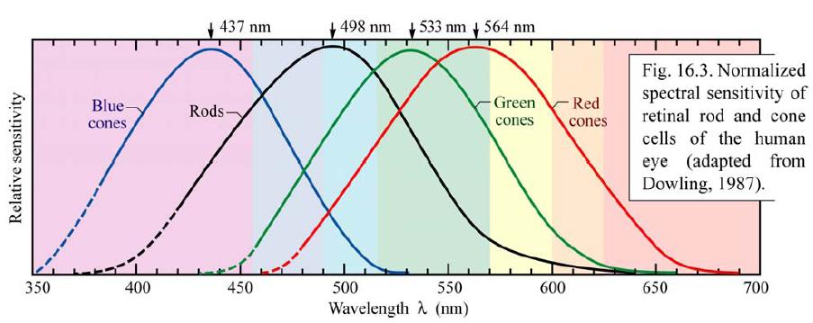 Light and Illumination: Human Eye Sensitivity over the whole Visible ...