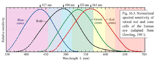 Light and Illumination: Human Eye Sensitivity over the whole Visible ...