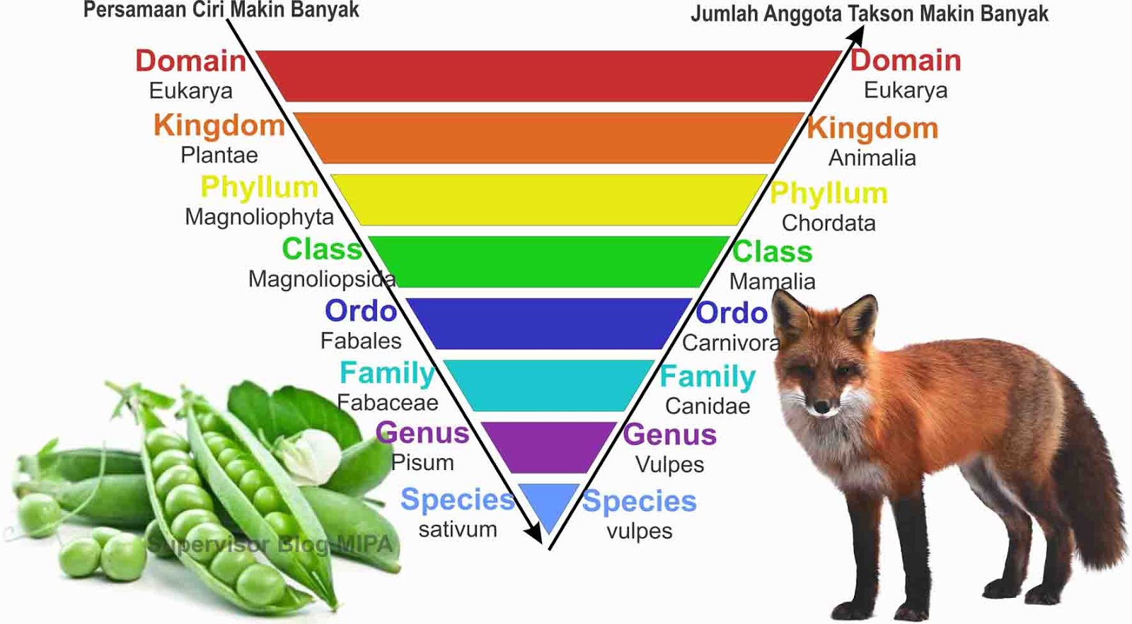 Pembahasan Lengkap Tentang Klasifikasi Makhluk Hidup - Website Edukasi