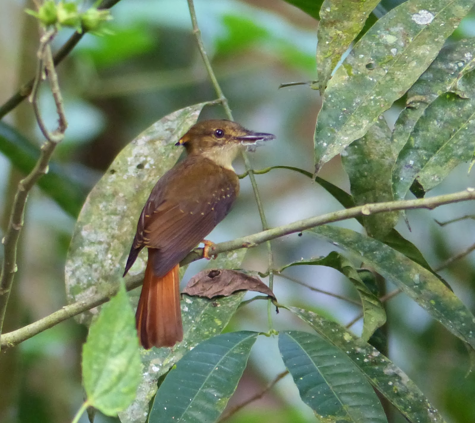 Into the Woods and Elsewhere: Carara National Park