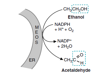 LC Blogger Answers the Question: Are Alcohol and Carbs Fattening? Part I