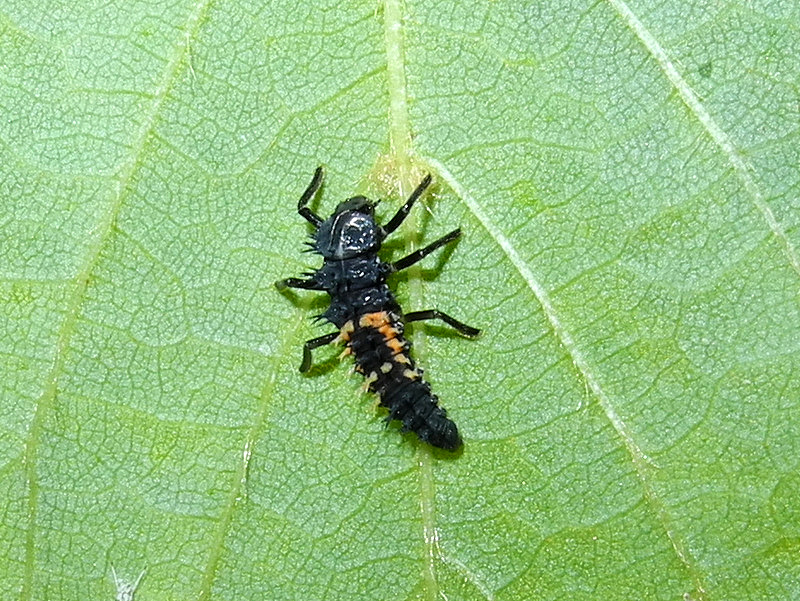 ID please? Details in comments (potato pic) : r/Entomology