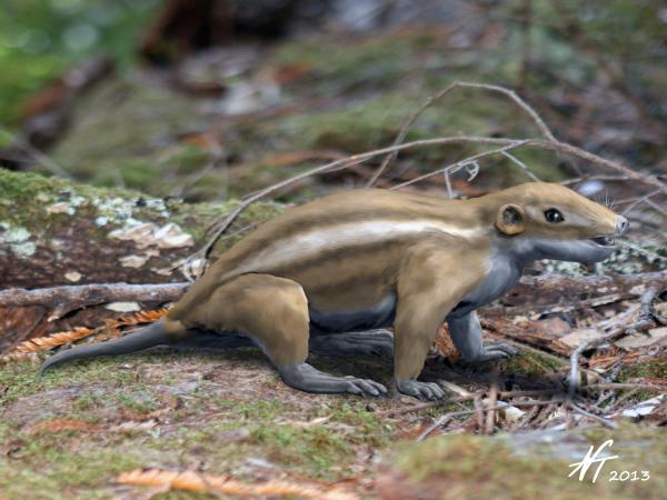 Paleoexhibit: New Multituberculate fossil shows keys to their success