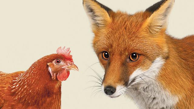 Chicken Attack fox demise!