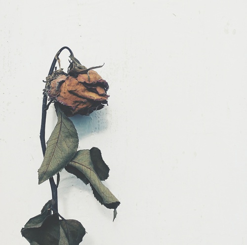 Gambar Bunga Mawar Layu Wallpaper