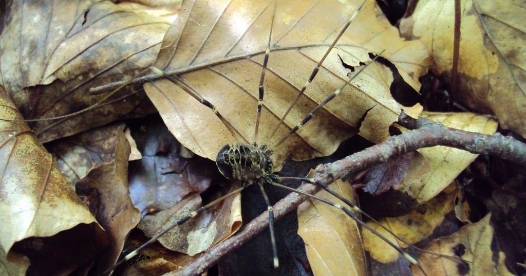 Taxonomía Arthropoda: Opiliones