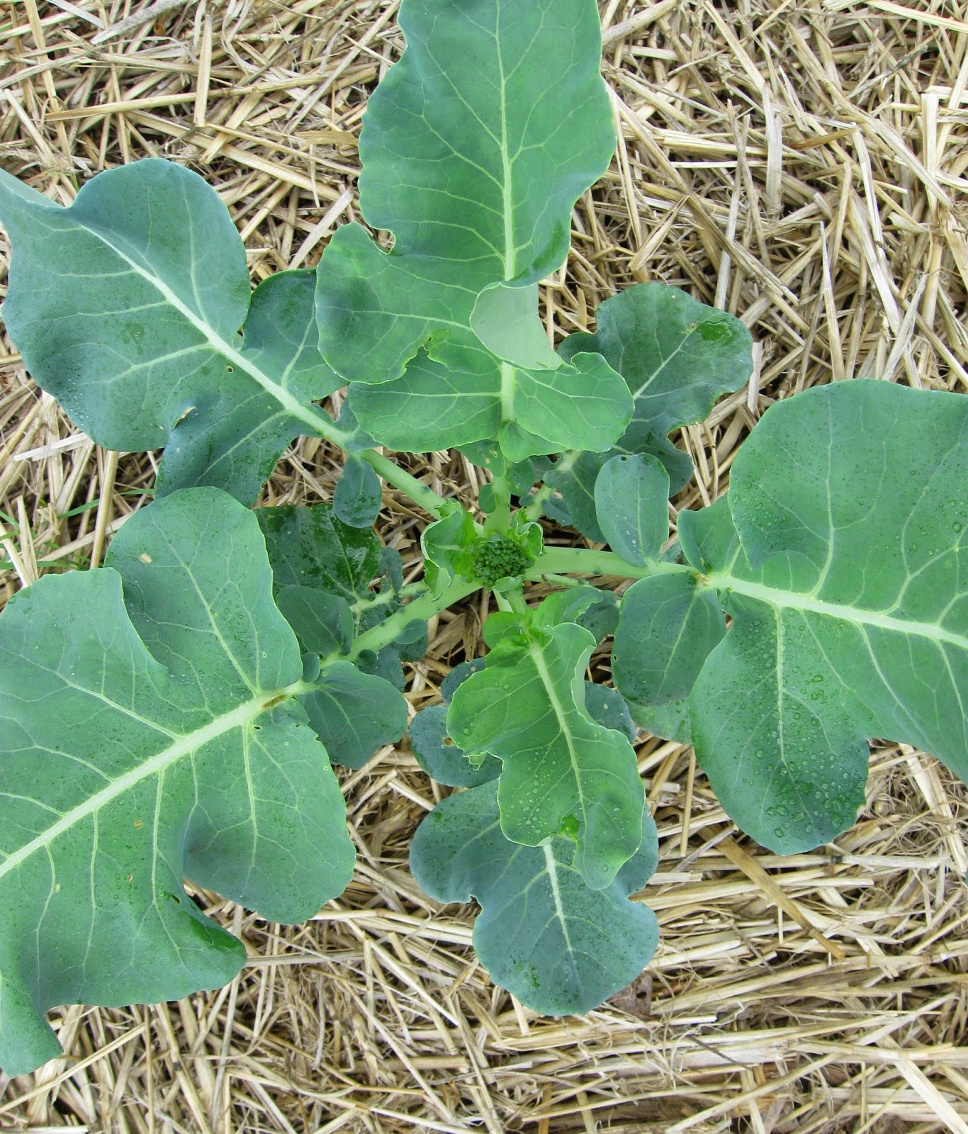 Baby Broccoli Plants