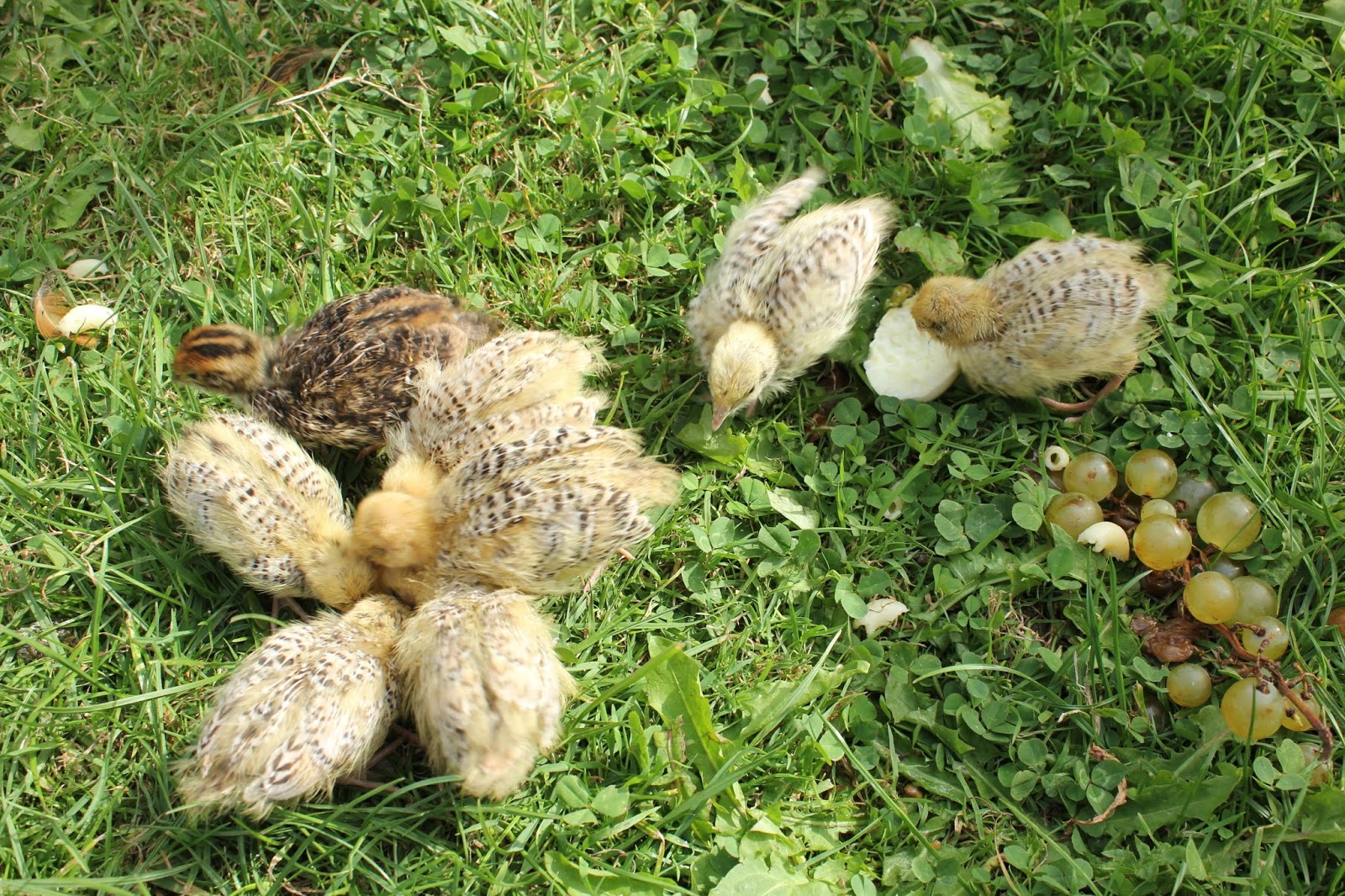 Colours of Coturnix Japonica Quail Part Two - The Golden | The Holistic ...