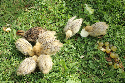 Colours of Coturnix Japonica Quail Part Two - The Golden | The Holistic ...