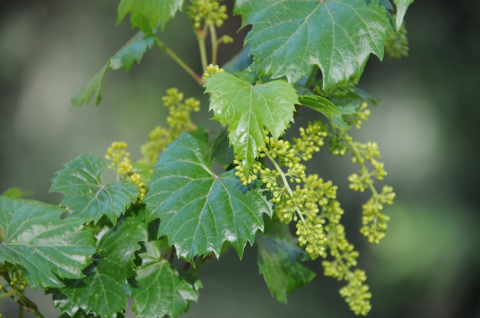 Arizona Hiking: BOYLE-DeBUSK OPEN SPACE PRESERVE