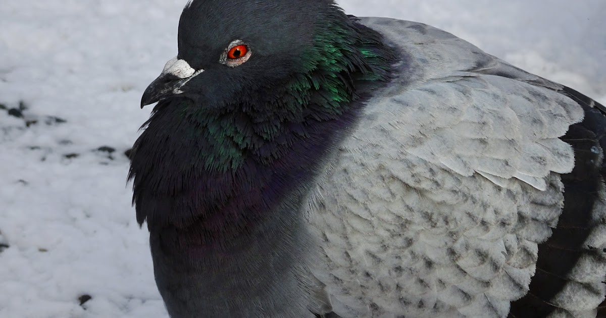 19 Pretty Pigeon Photos for 2019 + Video - ArtByJudieAnn