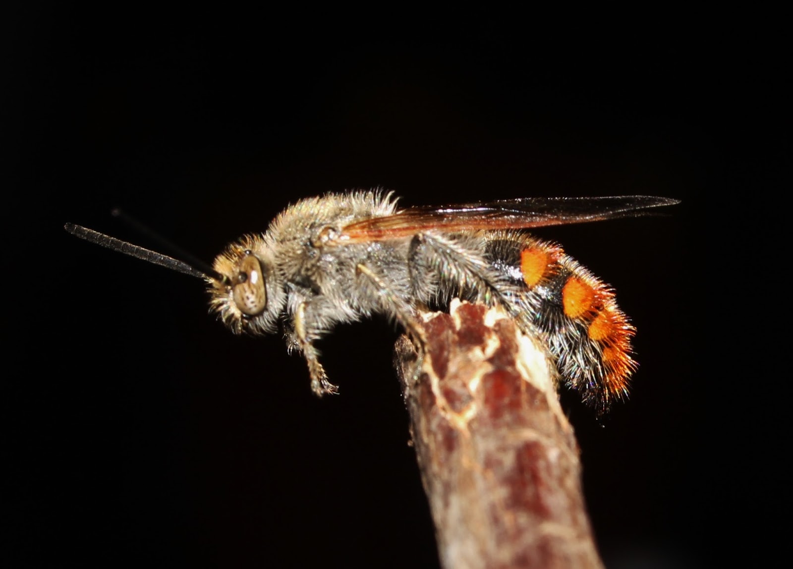 Biodiversity of Cyprus by NGO Protection of the Natural Heritage and ...
