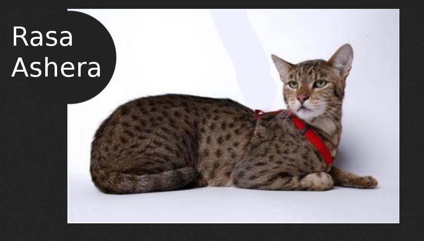 LUMEA PISICEASCĂ: RASE DE PISICI / CAT BREEDS
