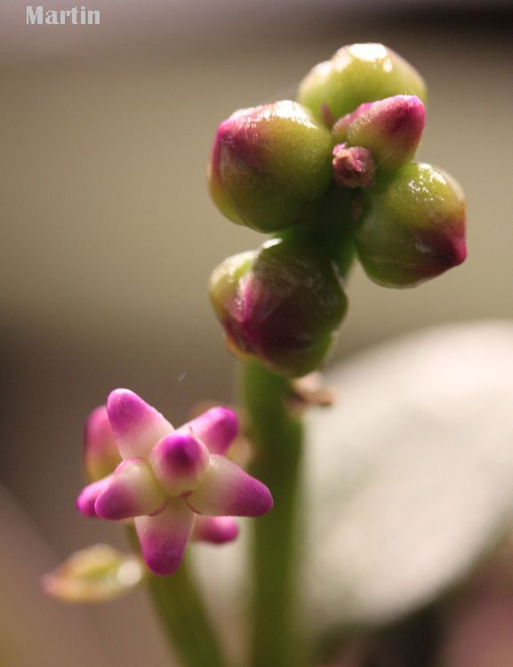 Hagen ved havet: Basella alba ( Malabar spinat ).