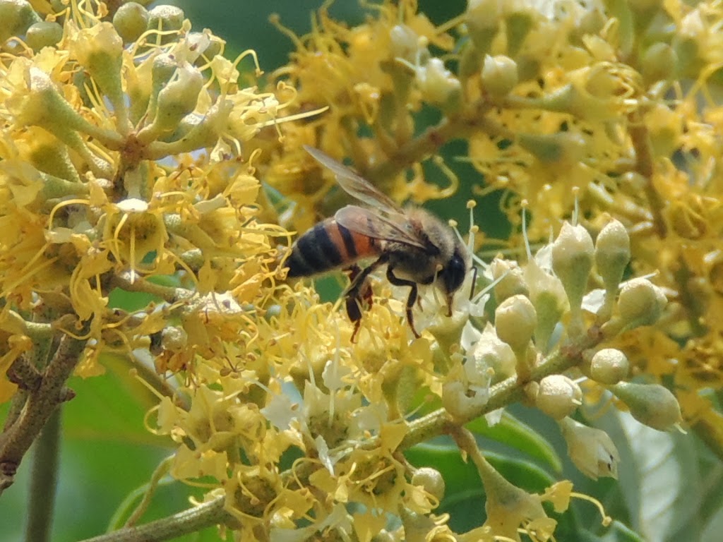 Flora UFERSA: Mofumbo