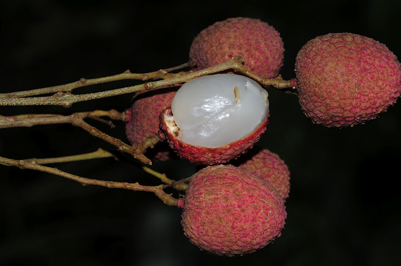 my discovery of Bread: Lychee Muffin