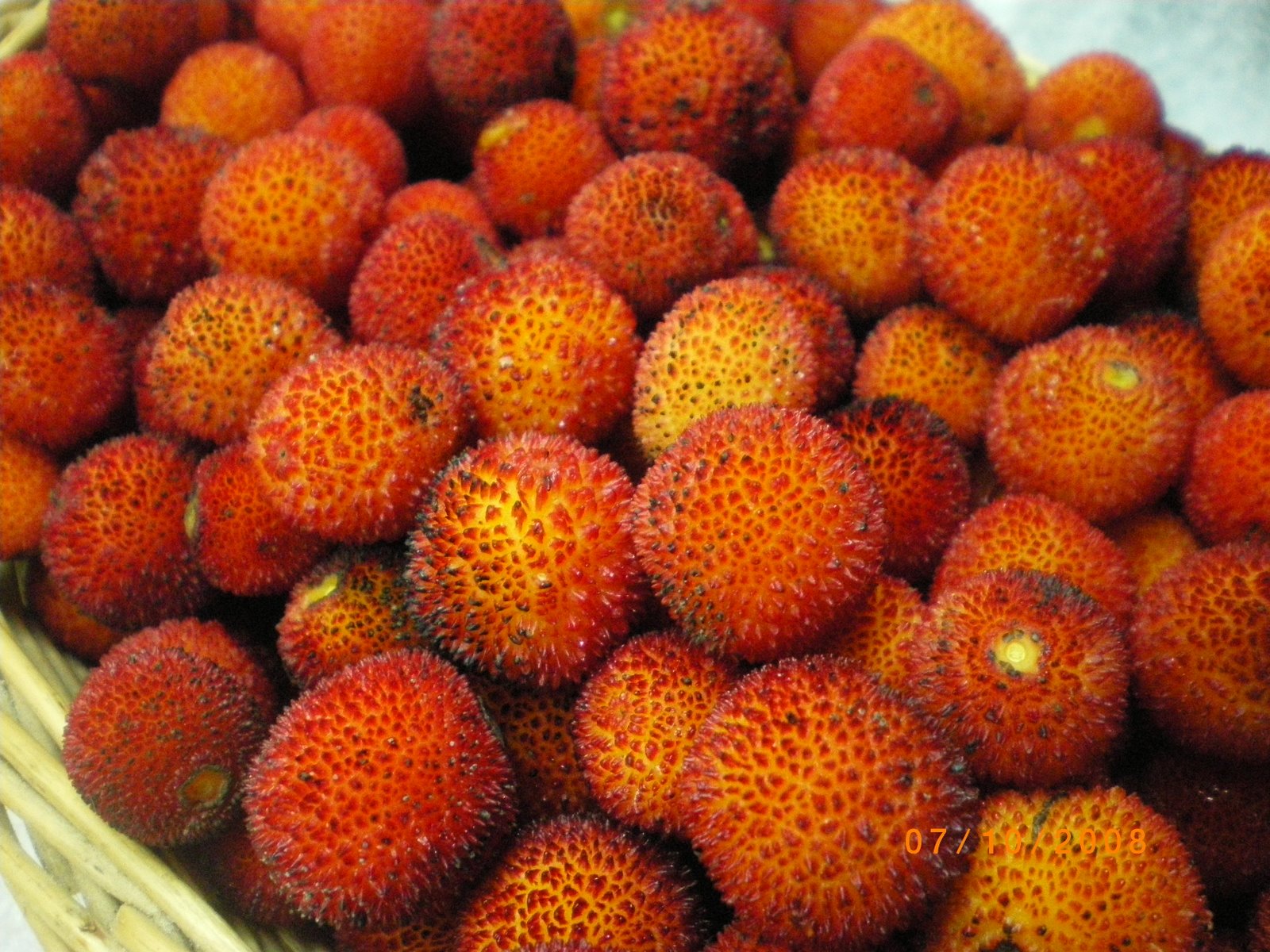 Crónicas de um homem do Norte: Apanha de medronhos