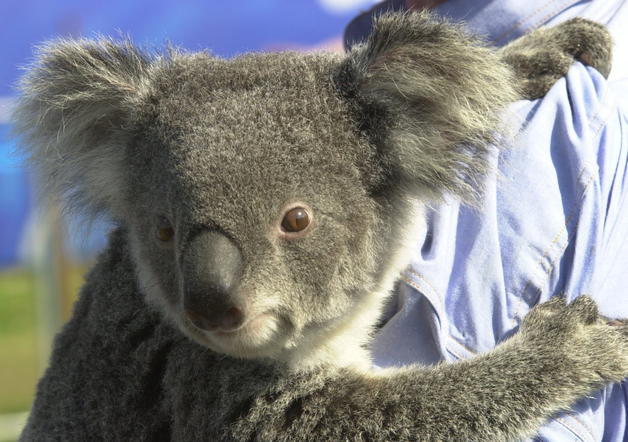 Naturaleza y Voluntariado Ambiental: El koala, declarado especie ...
