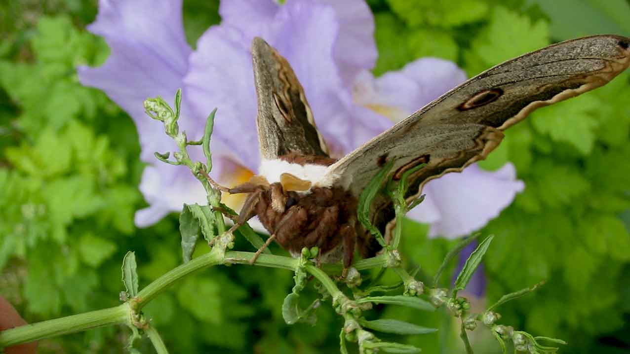 Faune Flore d'Ul: Papillon :Le Grand paon de nuit (Saturnia pyri)